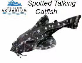 Spotted Talking Catfish - Agamyxis pectinifrons — Sydney City Aquarium