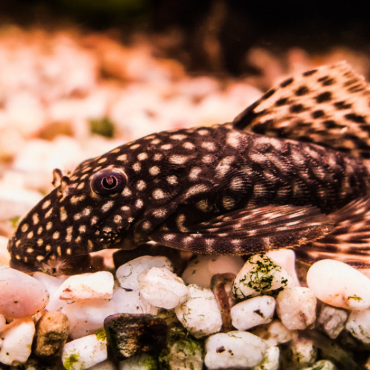 Common Bristlenose Catfish - Ancistrus cf. cirrhosus — Sydney City Aquarium