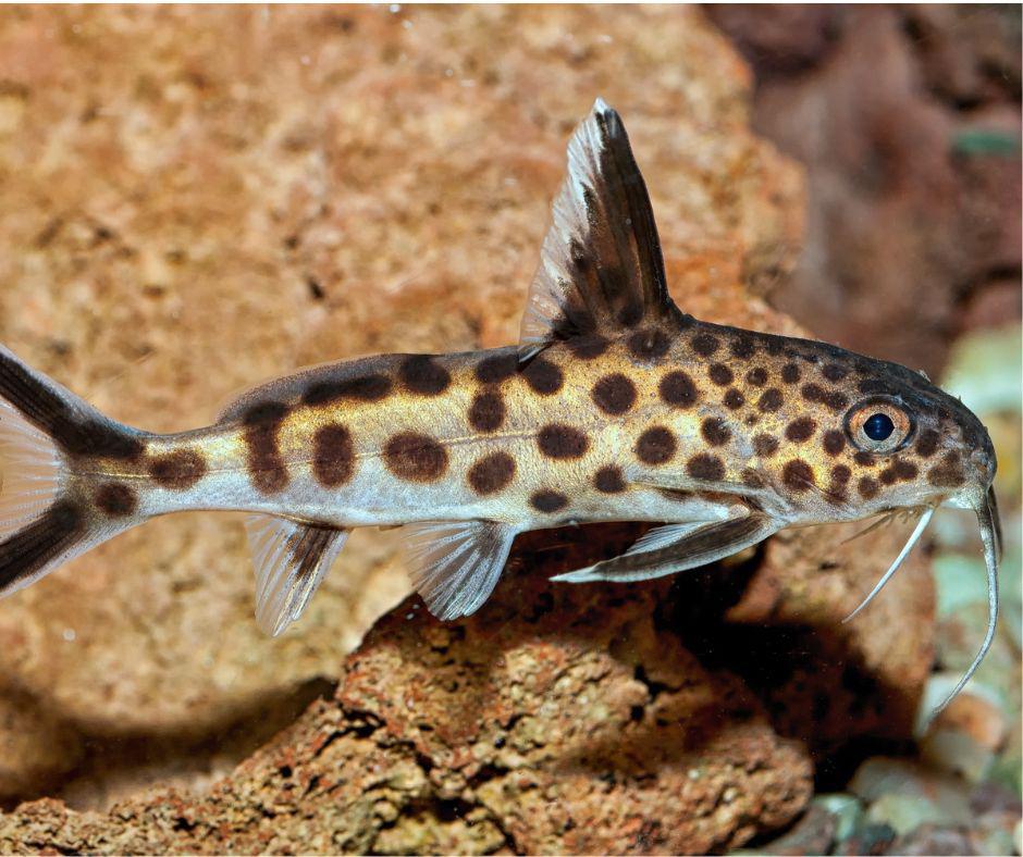 Petricola Catfish - Synodontis petricola — Sydney City Aquarium
