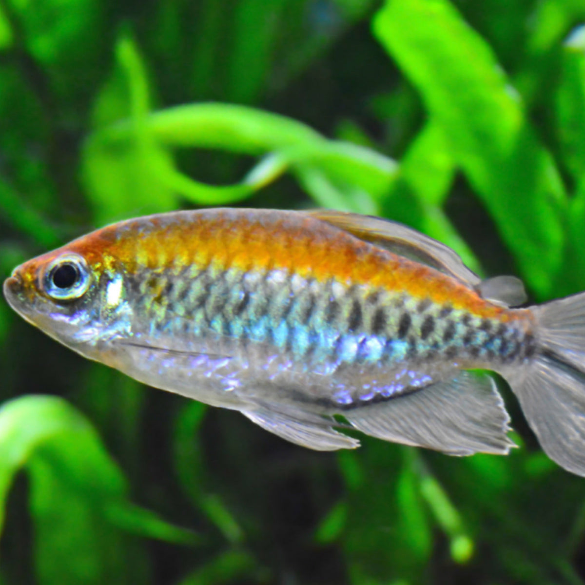 Congo Tetra - Phenacogrammus interruptus — Sydney City Aquarium
