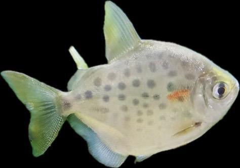 Silver Dollar Spotted - Metynnis lippincottianus — Sydney City Aquarium