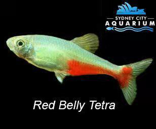 Red Belly Tetra - Hyphessobrycon erythrostigma — Sydney City Aquarium