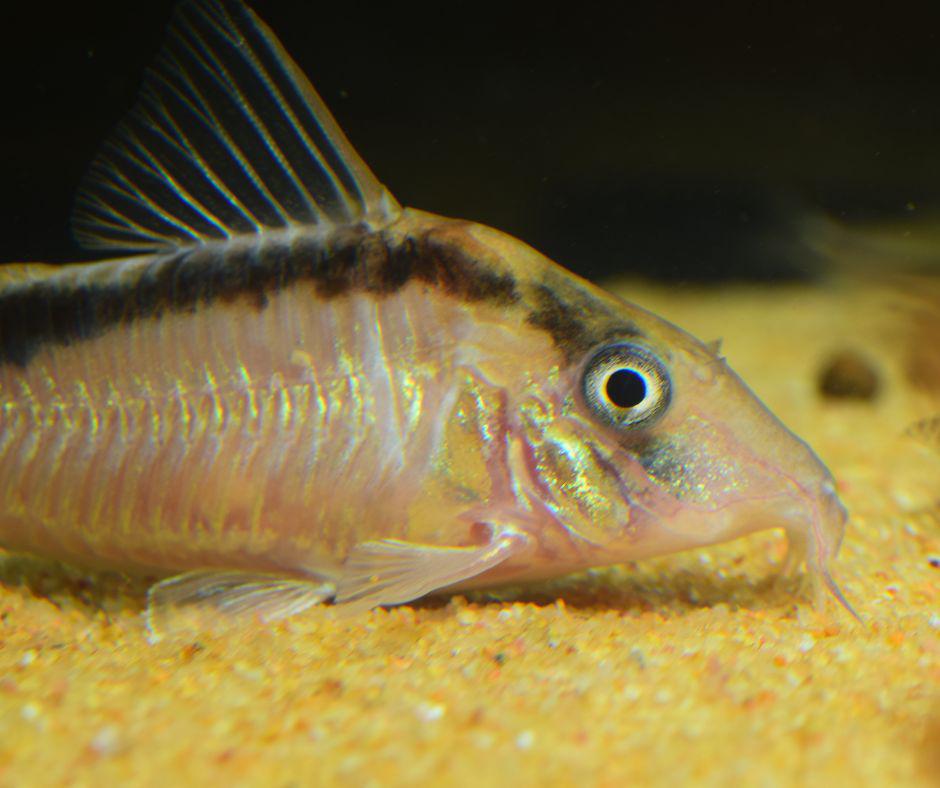 Rust Cory Catfish - Corydoras Rabauti — Sydney City Aquarium