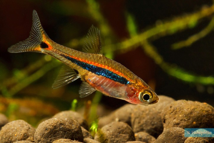 Exclamation Point Rasbora - Boraras urophthalmoides — Sydney City Aquarium