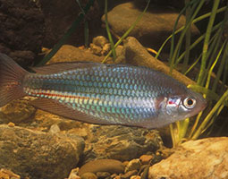 Crimson Spotted Rainbowfish - Melanotaenia duboulayi — Sydney City Aquarium