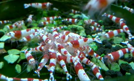 Crystal Red Shrimp - Caridina cantonensis — Sydney City Aquarium