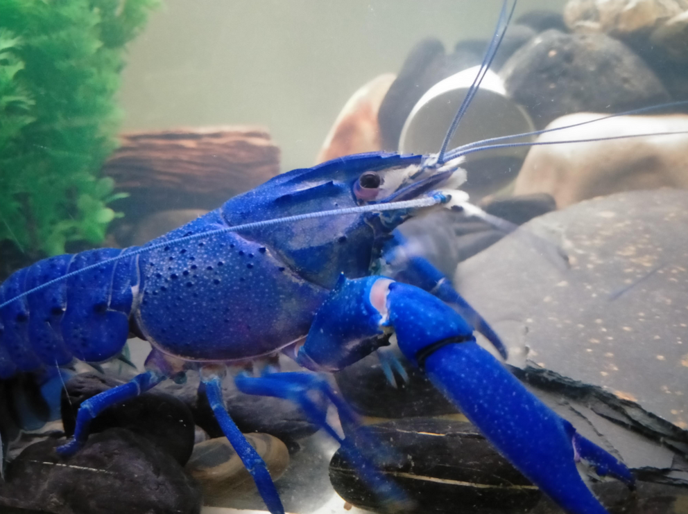 Electric Blue Marron - Cherax sp. "Blue Marron" — Sydney City Aquarium
