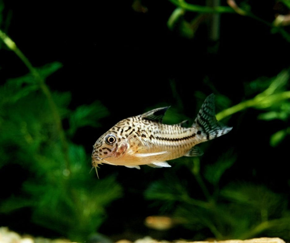 Julii Cory (Leopard catfish) - Corydora Julii — Sydney City Aquarium