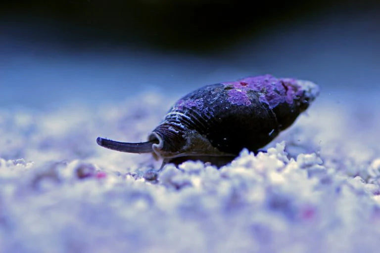 Zombie Snail - Nassarius snails — Sydney City Aquarium