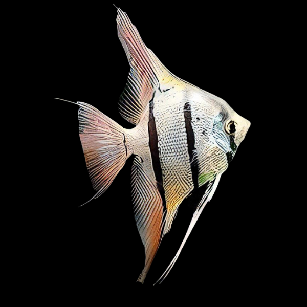 Peruvian Altum Angelfish Pterophyllum Scalare — Sydney City Aquarium