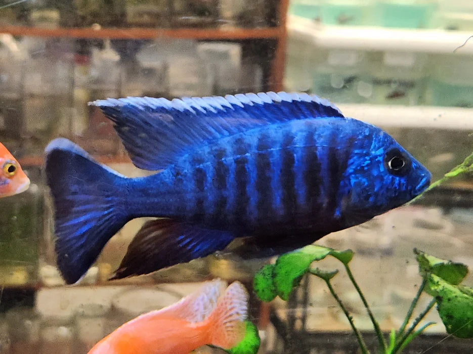 Blue Peacock Cichlid 4-5cm — Sydney City Aquarium