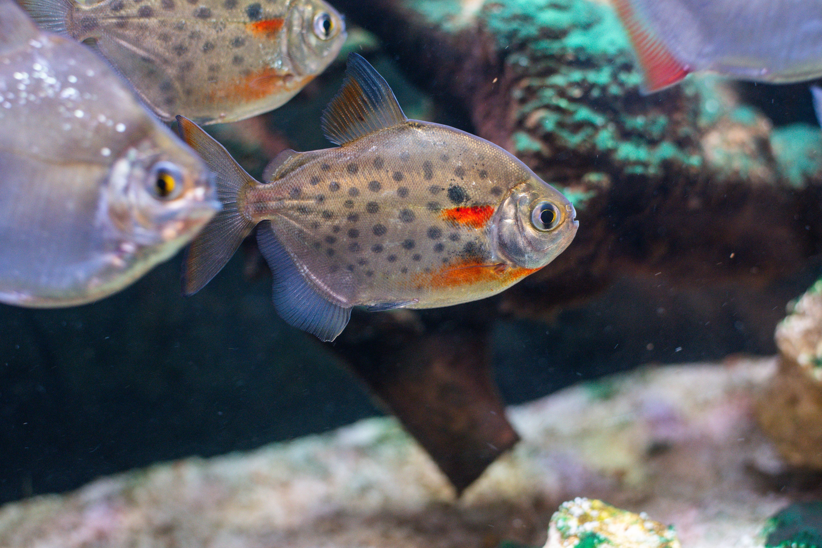 Silver Dollar Spotted - Metynnis lippincottianus — Sydney City Aquarium