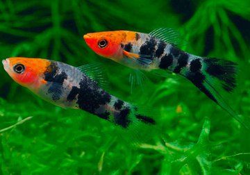 Sanke Swordtail - Xiphophorus helleri — Sydney City Aquarium