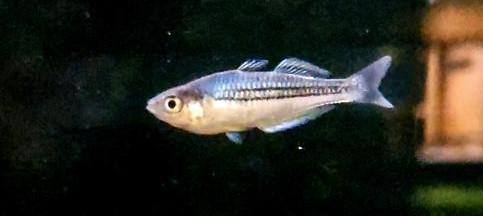 Pygmaea Rainbow — Sydney City Aquarium
