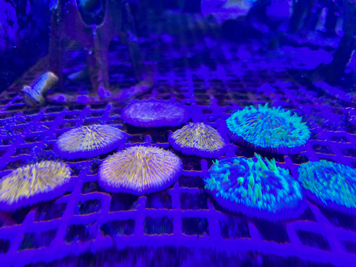 Fungia Plate - green — Sydney City Aquarium