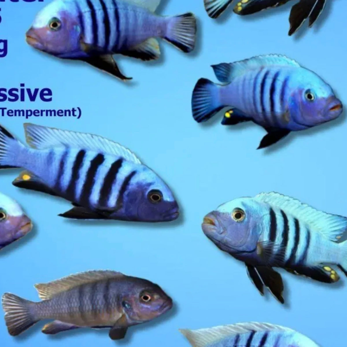 Kingsizei Cichlid (Metriaclima Pulpican) — Sydney City Aquarium