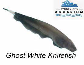 Ghost Knifefish - White — Sydney City Aquarium