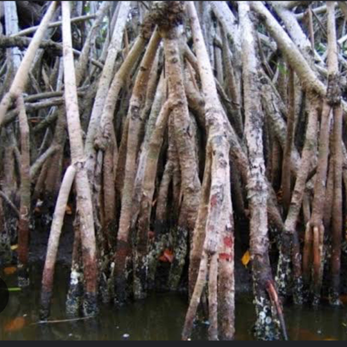 Mangrove Root — Sydney City Aquarium