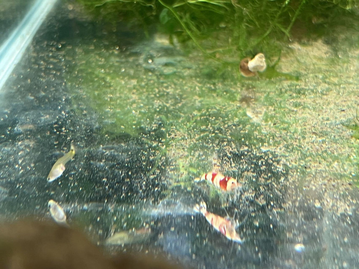Pure Red Line Shrimp - Caridina cf. cantonensis — Sydney City Aquarium