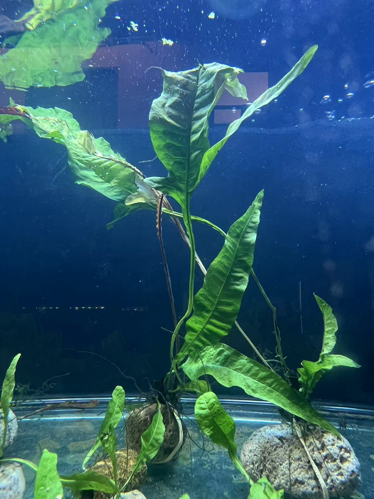 Giant Java Fern - Microsorum pteropus — Sydney City Aquarium