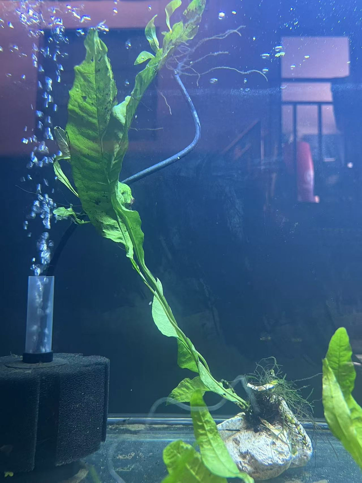 Giant Java Fern - Large — Sydney City Aquarium