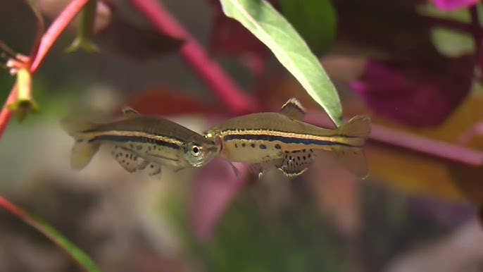 Dwarf Spotted Danio - Danio nigrofasciatus — Sydney City Aquarium