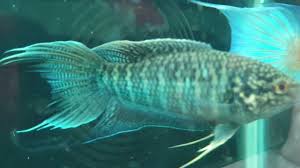 Snake Skin Paradise Fish - Macropodus opercularis var. Snake Skin ...