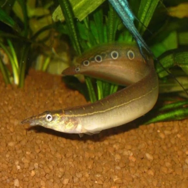 Spiny Eel - Macrognathus siamensis — Sydney City Aquarium