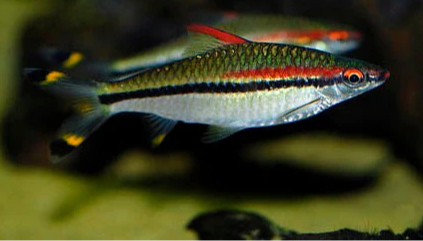 Torpedo Barb - Sahyadria denisonii — Sydney City Aquarium
