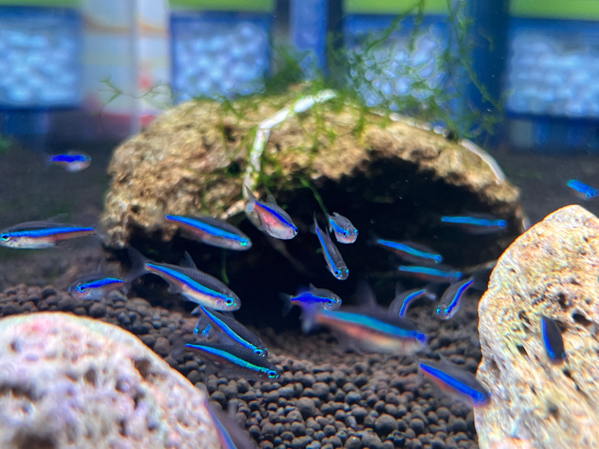 Green Neon Tetra - Paracheirodon innesi — Sydney City Aquarium