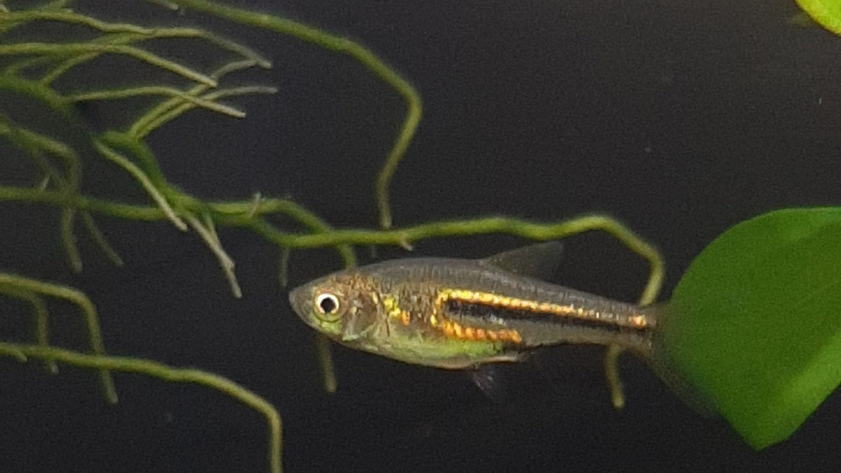 Exclamation Point Rasbora — Sydney City Aquarium