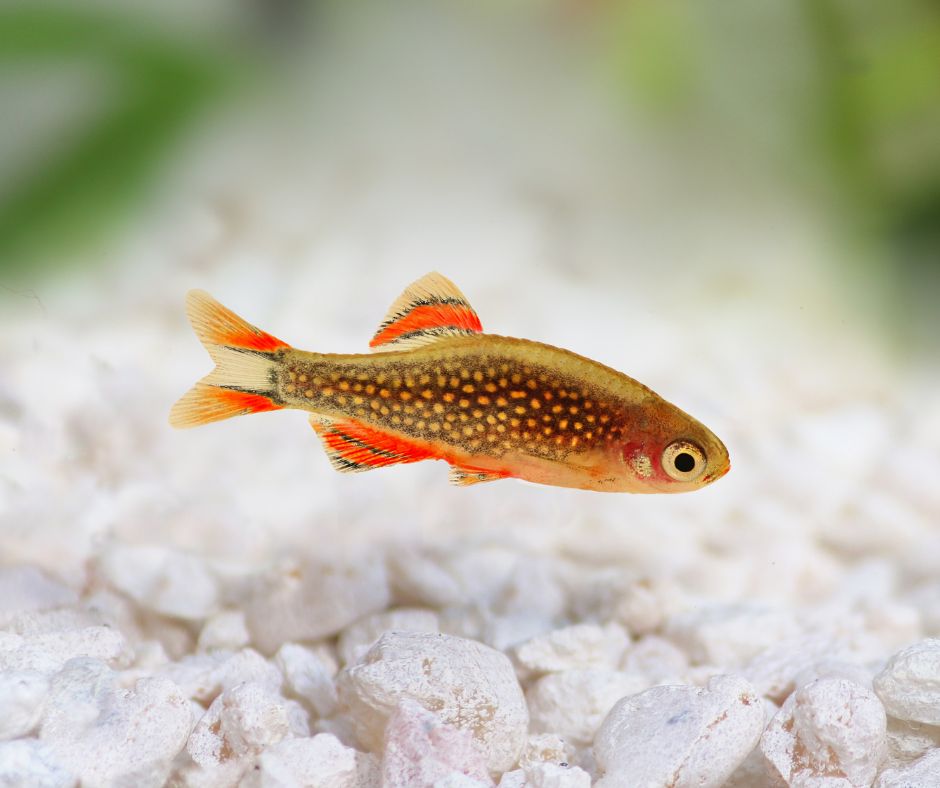 Celestial Pearl Danio (Galaxy Rasbora) - Danio margaritatus — Sydney ...