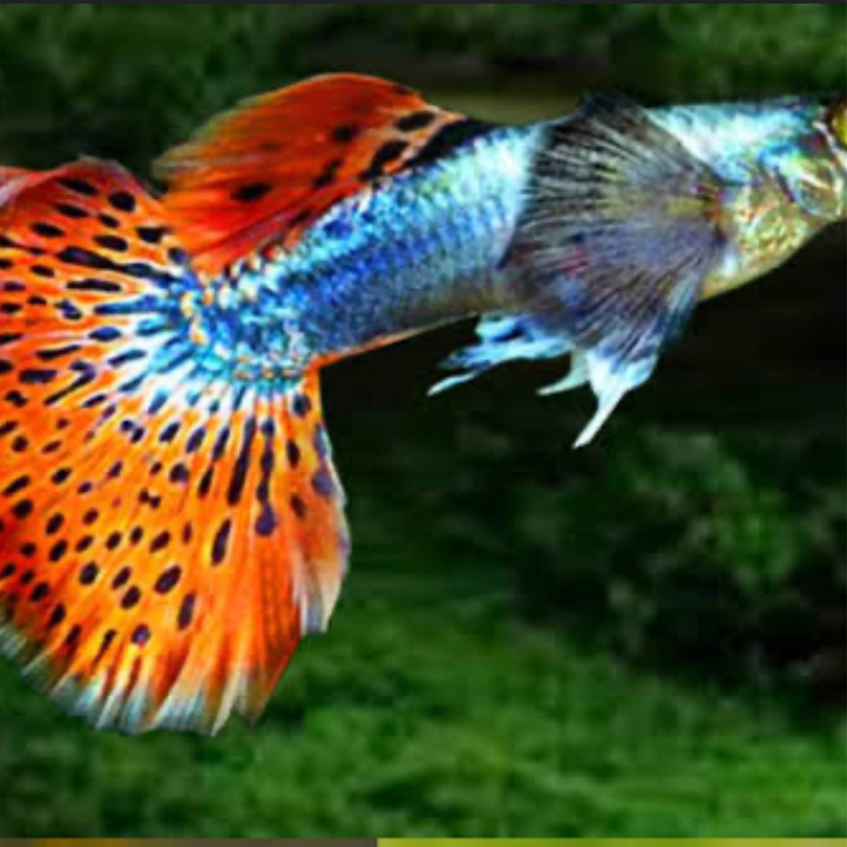 Dumbo Guppy — Sydney City Aquarium